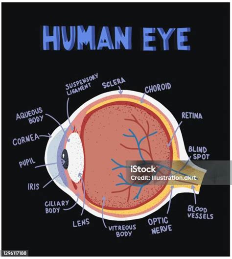 人眼的成分關於解剖學和生理學的插圖平面塗鴉風格的眼剖剖析向量圖形及更多人的眼睛圖片 人的眼睛 白內障 視力 Istock