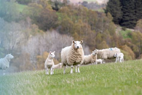 Articles Helping Farmers In Scotland Farm Advisory Service