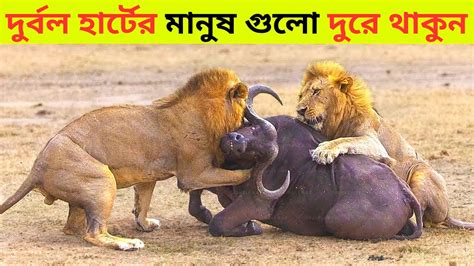 জঙ্গলের সবচেয়ে নিষ্ঠুর ও ভয়ঙ্কর আক্রমণ।।when Strongest Predators