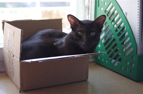 кот в коробке коробка кот смешные картинки и другие приколы комиксы гиф анимация