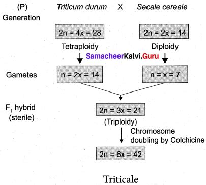 Samacheer Kalvi Th Bio Botany Solutions Chapter Chromosomal Basis Of Inheritance Samacheer