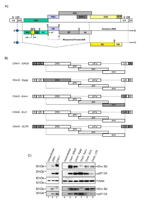 Production Of Jaagsiekte Sheep Retrovirus Jsrv And Enzootic Nasal