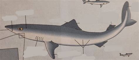 External Anatomy Of Shark Diagram Quizlet