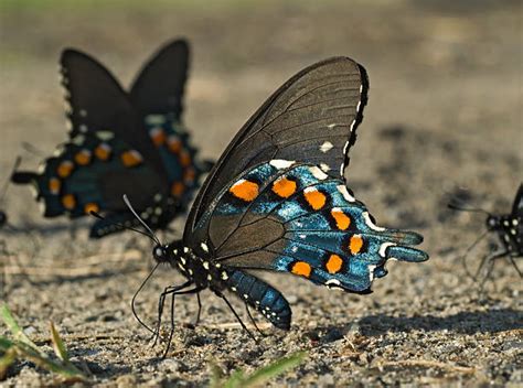 스파이스호랑나비 이미지 스톡 사진 및 일러스트 Istock