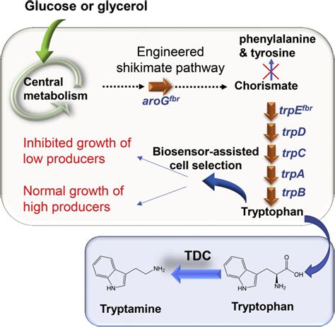 Developing E Coli E Coli Co Cultures To Overcome Barriers Of