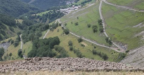 ISÈRE SUD Des centaines de brebis se tuent en sautant une barre rocheuse
