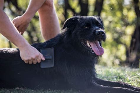 How To Be A Responsible Dog Owner 10 Tips Dog N Dogs