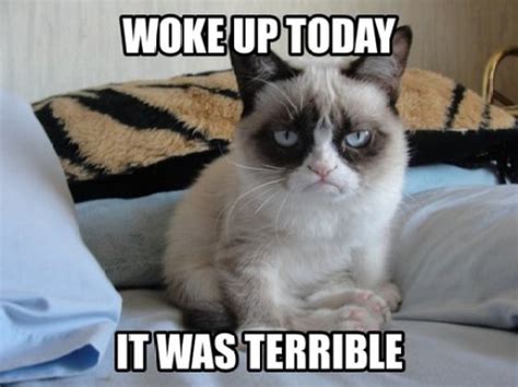 The 30 Most Iconic Grumpy Cat Memes Metro News