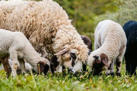 자신이 속한 집단 동료의 비도덕적 행위에 더 엄격하다