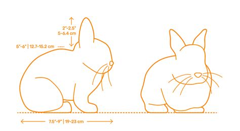 Gray Fox Urocyon Cinereoargenteus Dimensions And Drawings