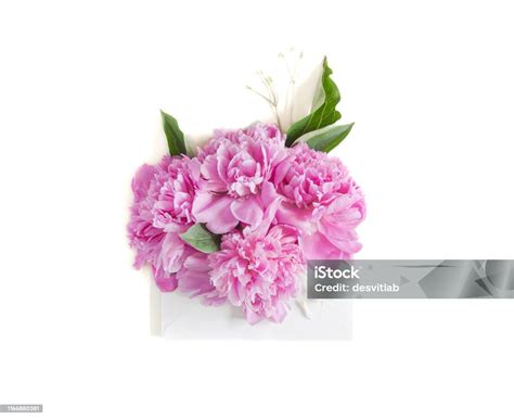 분홍색 모란 꽃이 하얀 배경에 꽃을 피웠다 봉투에 꽃 생일 인사말 카드 어머니의 날 이름 일 봄 무드 꽃 모티브 가벼운 캔버스에