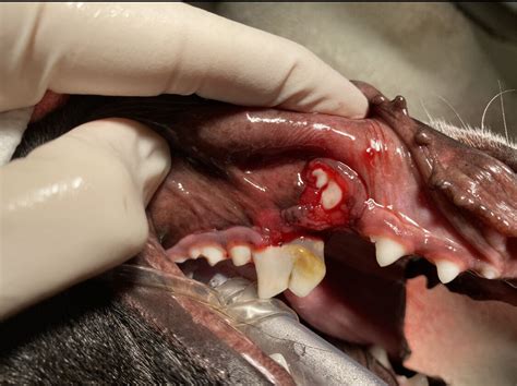 Dr Brett Beckman On Linkedin Brettbeckman Vetquiz