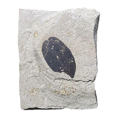 Leaf Fossil Crystalcaveindia