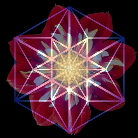 Natureofflowers The Vector Equilibrium Effect On A