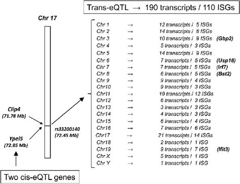 Chromosomal Distribution Of Eqtl Genes Linked Either In Cis Or In Trans