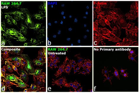 Inos Antibody Alexa Fluor™ 488 53 5920 82