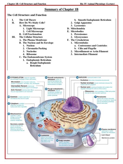 Bio 35 Chapter 1b Cell Anatomy And Physiology Pdf Endoplasmic