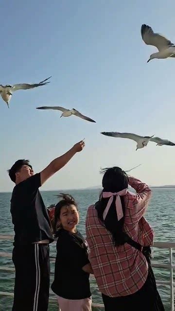 갈매기가 좋아하는 새우깡~ 영종도여행 갈매기 구읍뱃터 월미도 Youtube