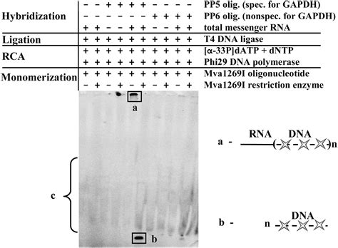 Novel Application Of Phi29 Dna Polymerase Rna Detection And Analysis