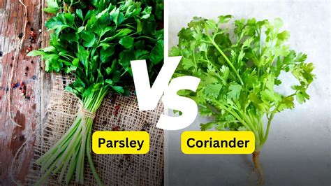 What Are The Main Differences Between Parsley And Coriander Mothers