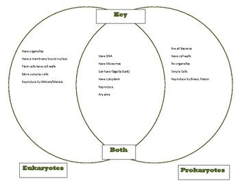 Venn Diagram KEY Comparing Prokaryotes And Eukaryotes Goes With Cells