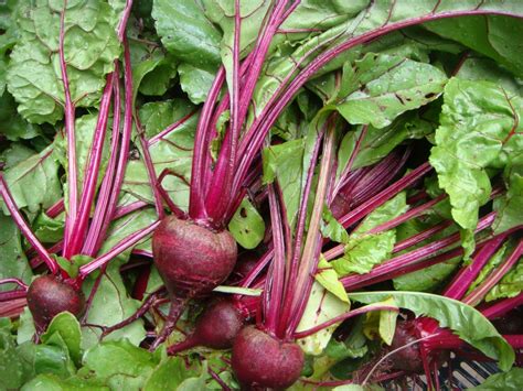 Beets – Skylight Farms