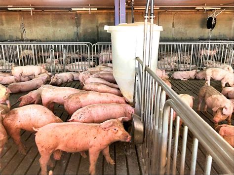 飼料缺貨成本漲 豬農嘆沒賺頭 新聞總覽 Ctzntalk 分享市民的大小事