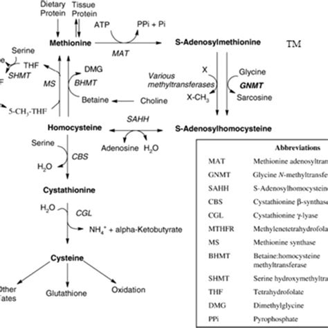 Outline Of Methionine Metabolism Brosnan Et Al 2007 Download