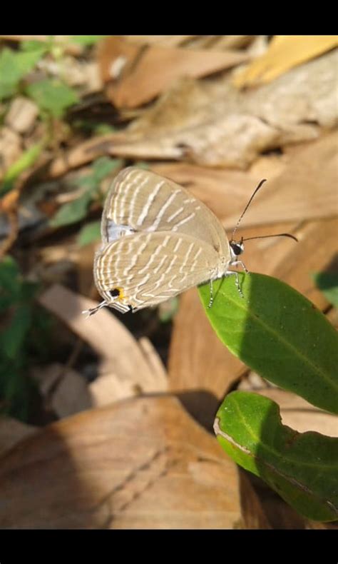 Jamides Celeno Cramer [1775] By Vikhyath Bangera On 23 September 2020