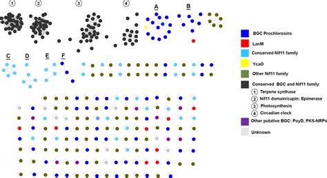 Uncovering The Diversity And Distribution Of Biosynthetic Gene Clusters Of Prochlorosins And