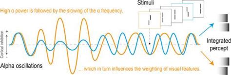 David Pascucci On Linkedin Pre Stimulus Alpha Activity Modulates Long Lasting Unconscious Feature