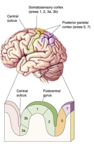Bms1052 Lesson 4c Primary Somatosensory Cortex Flashcards Quizlet
