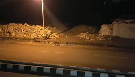 Watch Eight Lions Take A Stroll In Junagadh Town At Night Gujarat