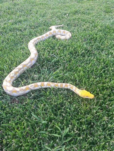 Pic Of My Purple Albino Reticulated Python Goku Reticulated Python