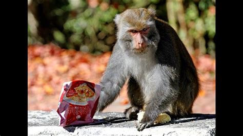 南投塔塔加獼猴不怕人 爬窗搜車搶食連泡麵也能嗑 生活 三立新聞網 Setncom