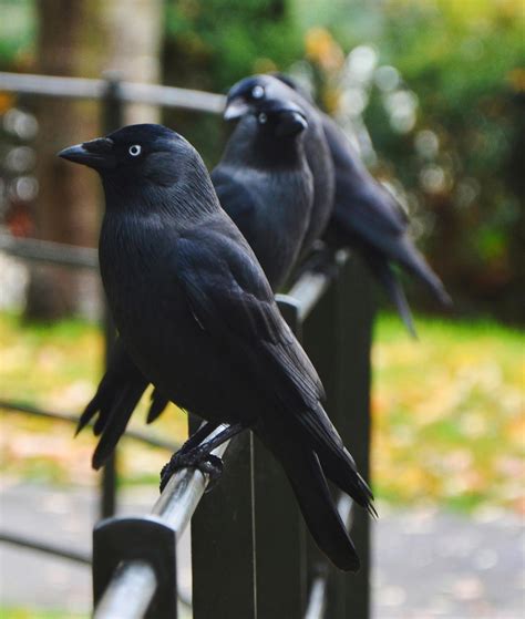 A Beautiful Crow And His Jackdaw Friends The Crow Was Slightly Nervous But They All Lined Up On