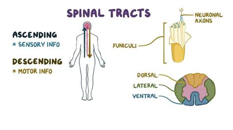 Video Neuron Action Potential Osmosis