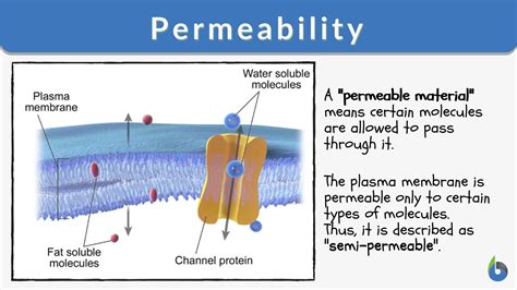 Selective Permeability