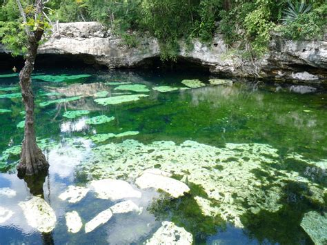 Los 10 Cenotes Más Impresionantes En Playa Del Carmen Tips Para Tu Viaje