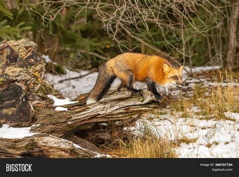 Red Fox Hunting