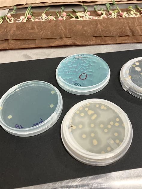 Nampa Gets New Vegetable Seed Testing Lab Boise State Public Radio