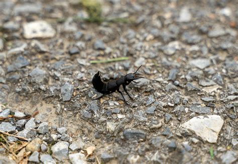 Devil Coach Insect Photos Download The Best Free Devil Coach Insect