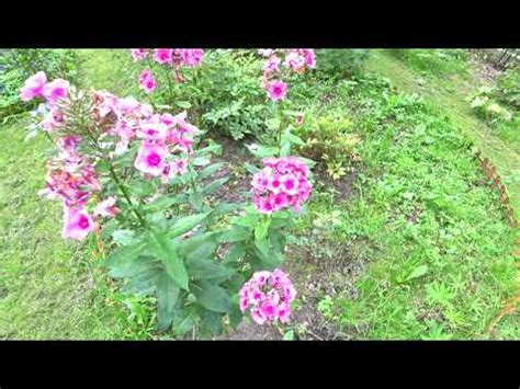 ФЛОКС "МИСС ГОЛЛАНДИЯ" - YouTube