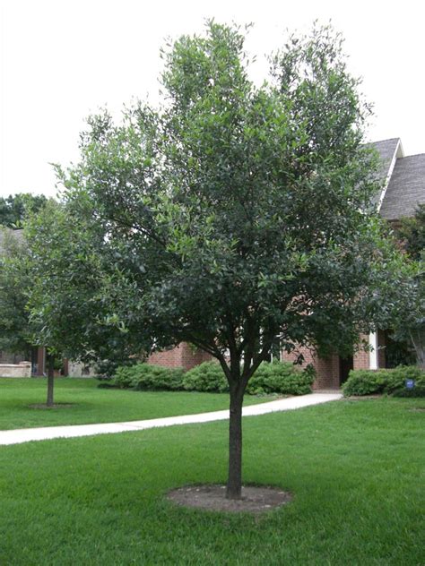 Live Oak Trees Vs Bermuda Grass