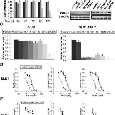 Atr Chk1 Dependent Proliferation Inhibition Upon Pold1 Knockdown In A