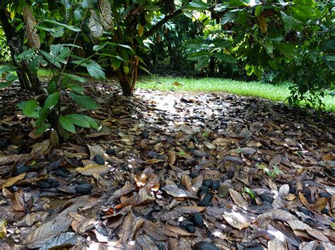 Phytophthora Palmivora To Be Redescribed IDphy