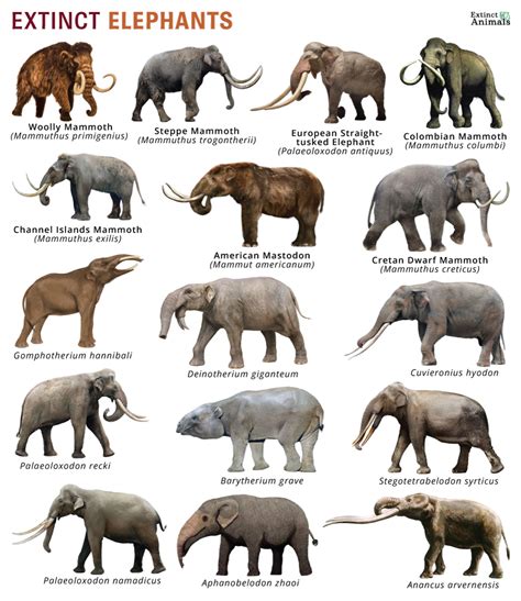 Extinct Elephants Facts List Pictures