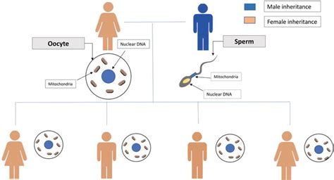 Mitochondrial Aging And Metabolism The Importance Of A Good