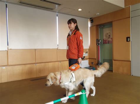 神奈川訓練センターにおじゃまして盲導犬訓練士とPR犬に会ってきました サニエール