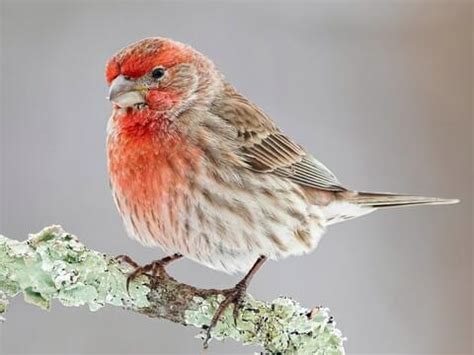 House Finch Nestwatch